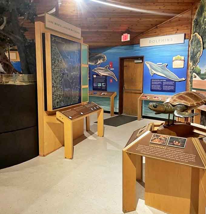 Underwater explorers: Divers investigate the spring's limestone depths, where ancient rock formations and curious fish create an otherworldly landscape.