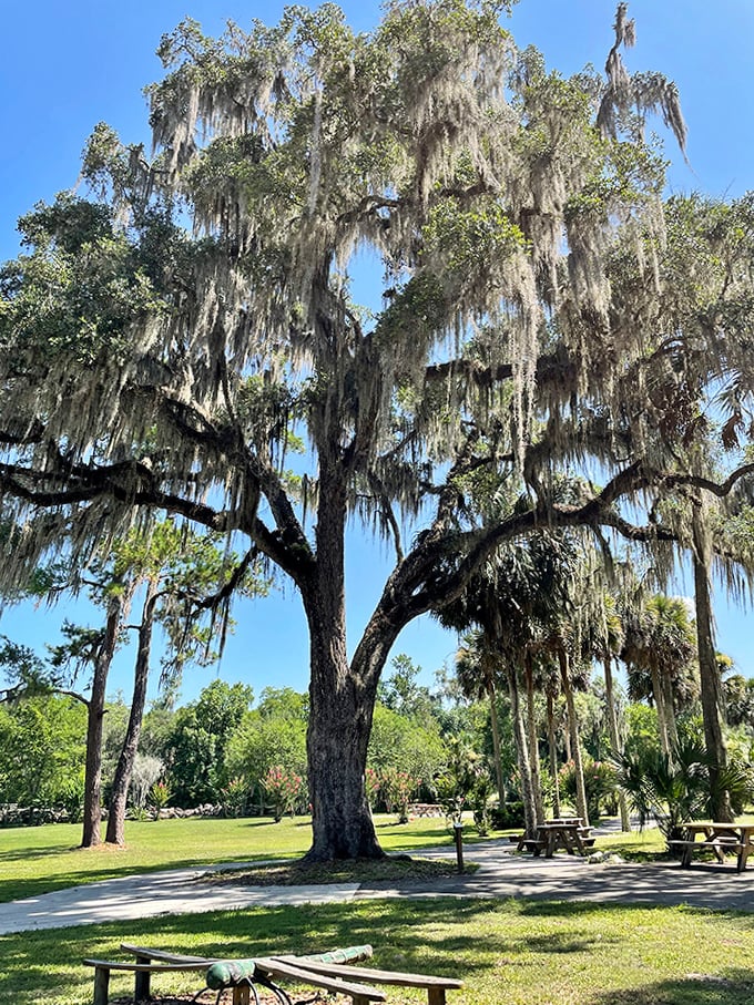 Spanish moss dangles from this ancient oak like nature's own decorations, creating a living cathedral that puts human architecture to shame.