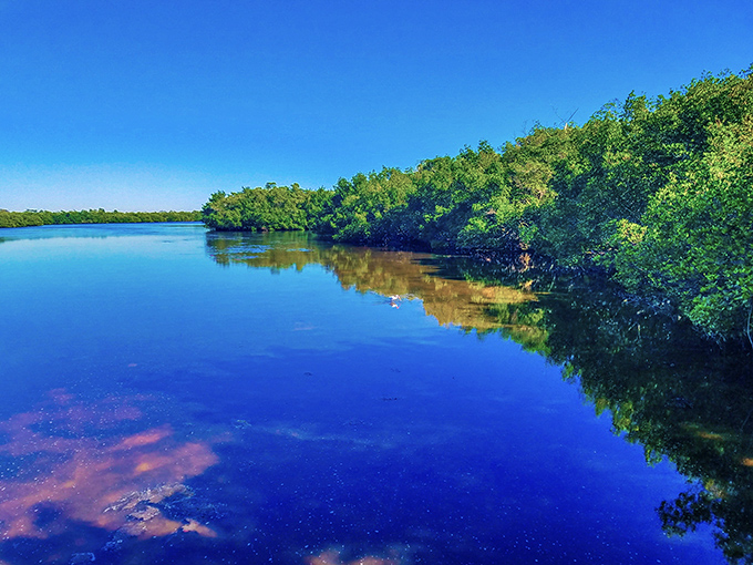 Nature's nurseries where tangled roots create underwater condominiums for fish and crabs beginning their life journeys.