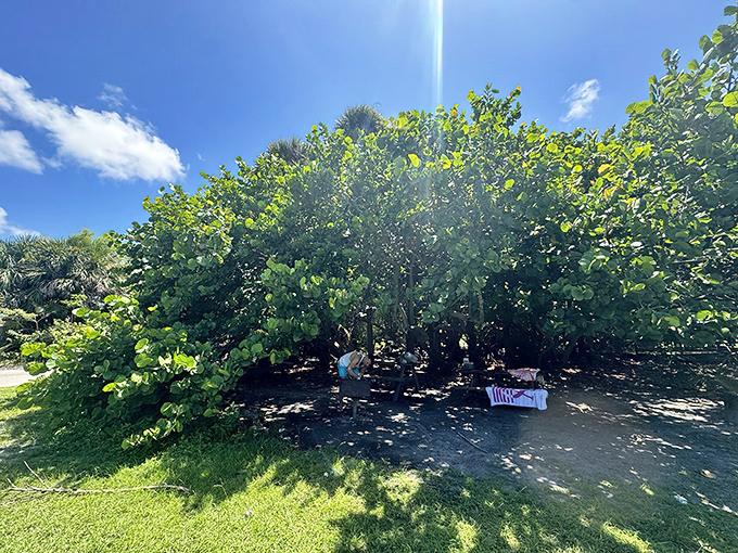 Nature's dining room offers shade, serenity, and the occasional uninvited raccoon guest eyeing your sandwich with professional interest.