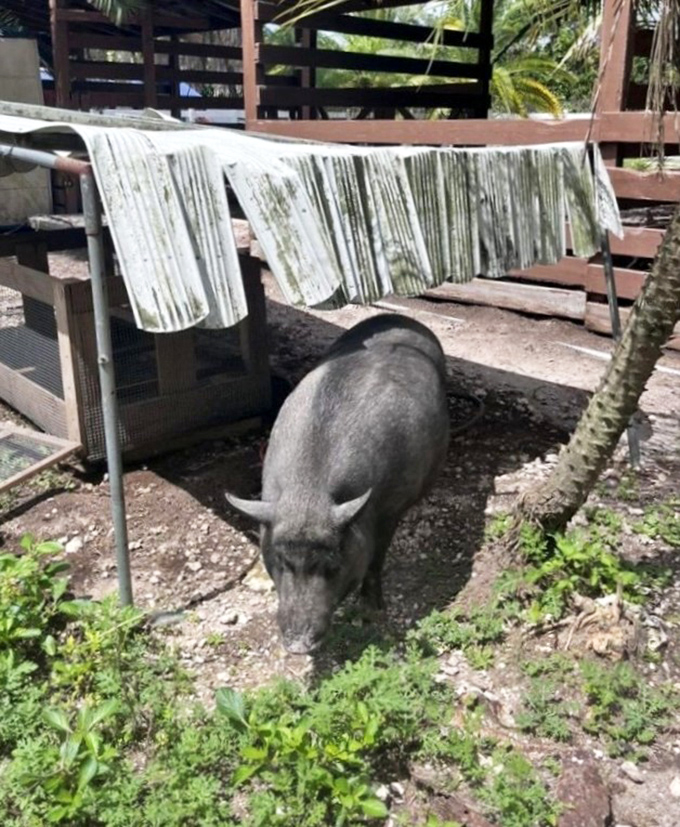 This contented pig has clearly figured out the good life, enjoying farm living with a tropical twist. Talk about living high on the hog!
