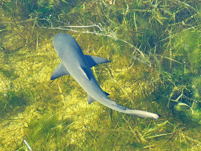 Nature's local celebrity makes an appearance &ndash; a shark glides through crystal waters beneath your temporary home.