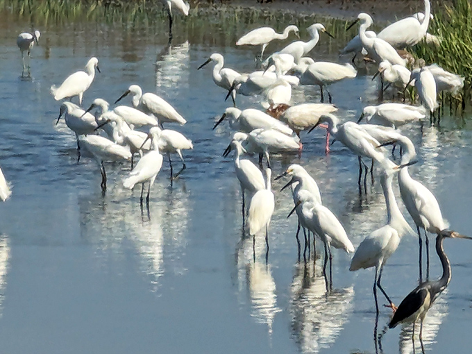 Snowy Egrets gather in the park's marshlands, providing a living contrast to the driftwood beach's more ghostly inhabitants.