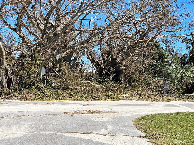 Storm damage reveals the trees' inner strength, their twisted forms telling stories of survival that span decades of Florida weather.