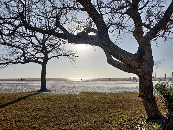 Ancient oaks frame the shoreline like nature's own art installation, creating shade for humans while dogs ignore it completely.