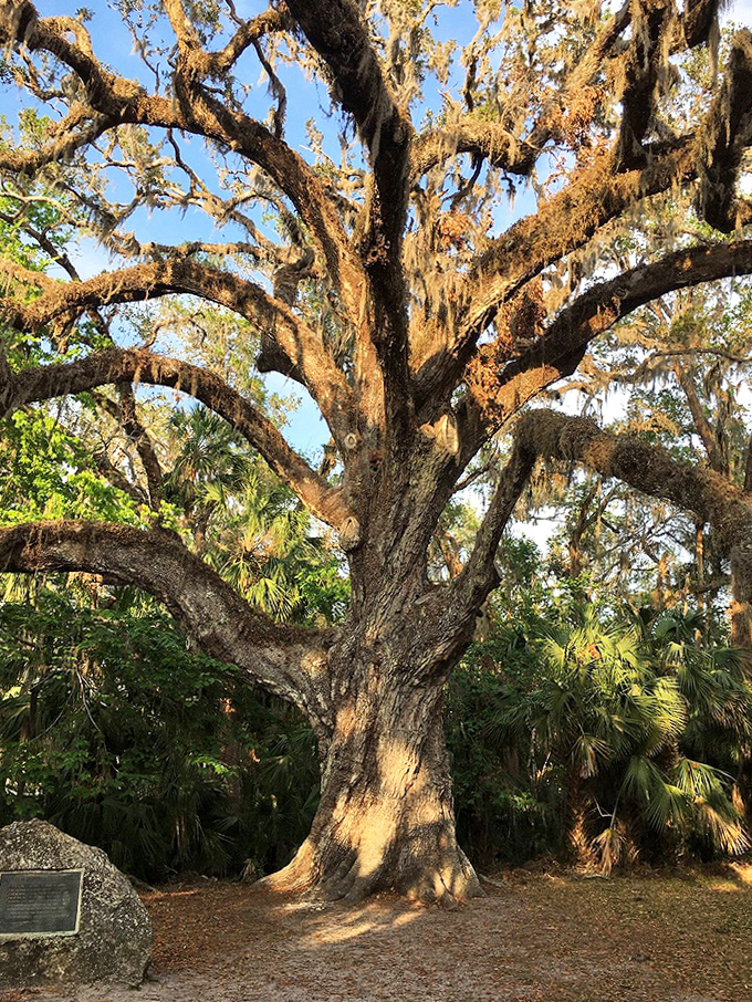 Golden afternoon light transforms the oak into a living sculpture, highlighting every ridge and furrow of its centuries-old bark.
