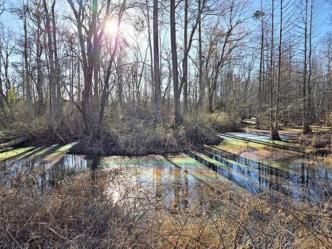 Dappled sunlight plays across the water's surface, turning science into sorcery in this hidden Florida gem.