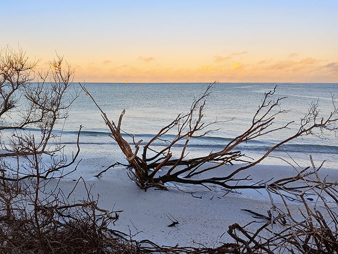 Driftwood sculptures and pastel skies create Shell Key's sunset gallery &ndash; no admission fee, just bring your sense of wonder.v