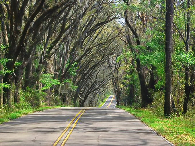 Tallahassee's famous canopy roads prove that sometimes the most magical experiences aren't destinations – they're the paths we take to get there.
