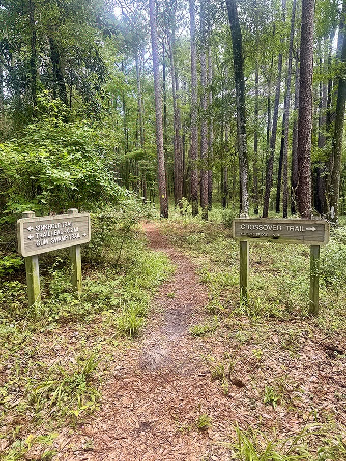 Trail signs point the way to adventure, offering hikers choices between sinkholes, swamps, or getting completely turned around despite clear directions.