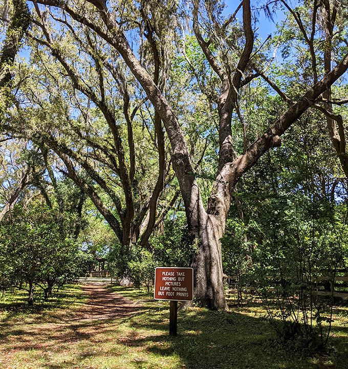 "Take nothing but photos, leave nothing but footprints" &ndash; this woodland path invites mindful exploration of Eden's natural treasures.