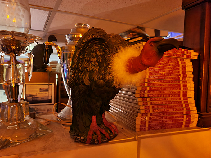 This preserved vulture presides over one corner of the museum, a testament to Victorian fascination with natural history and mortality.