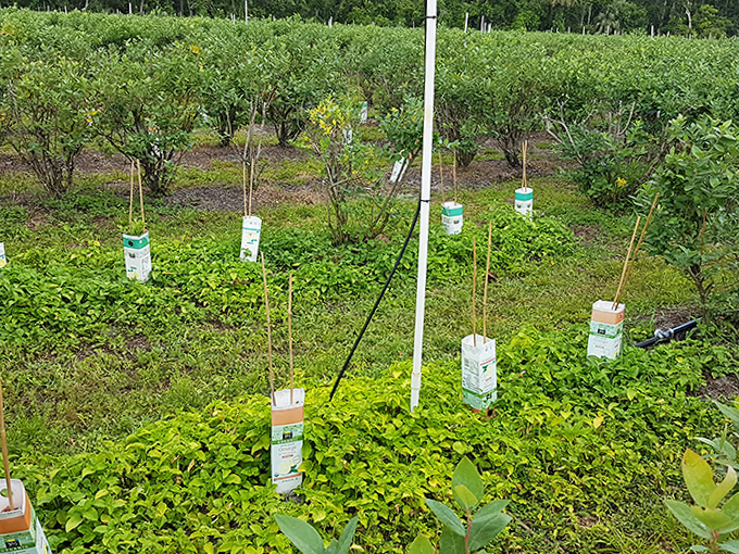 Young plants reach for the sun, their protective markers standing guard&mdash;tomorrow's harvest taking root in Florida's fertile soil.