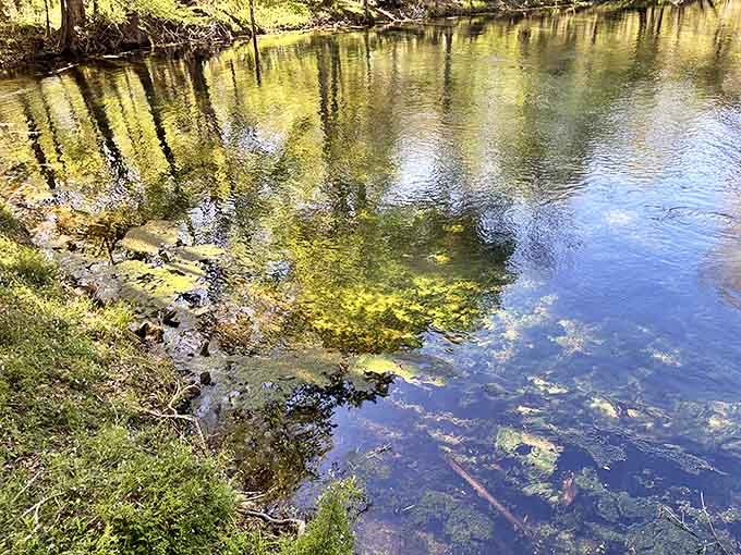 Sunlight penetrates the spring's depths, creating an otherworldly blue glow that makes photographers reach for their cameras in delighted disbelief.