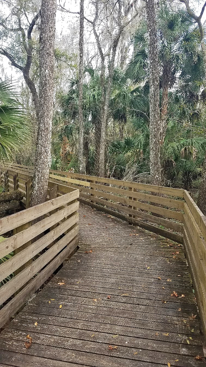 Nature's hallway: This winding boardwalk creates a perfect frame for the lush Florida landscape that surrounds it.