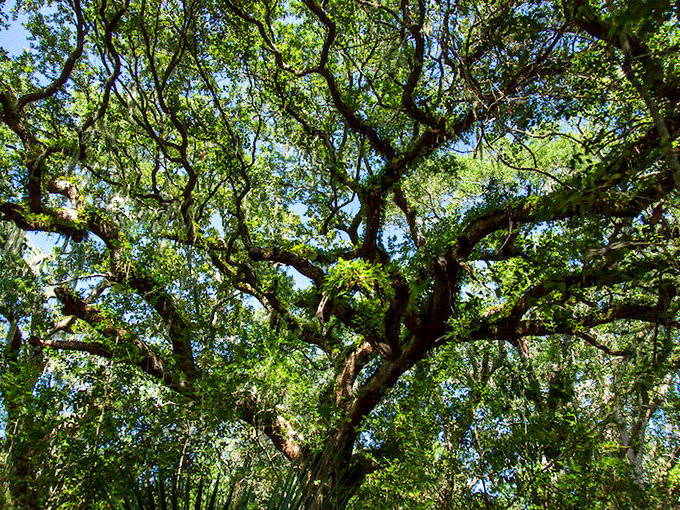 Looking up reveals nature's intricate lacework as branches intertwine against the sky, creating a living, breathing canopy.