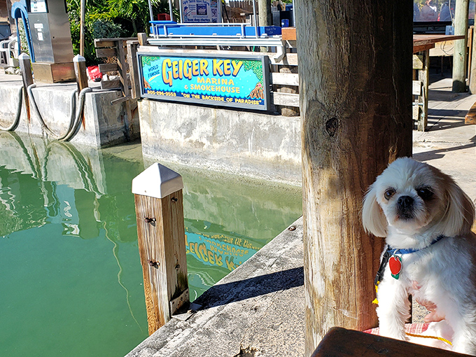 Even four-legged friends know this is paradise &ndash; this pup's expression says, "I've found my happy place at Geiger Key Marina."