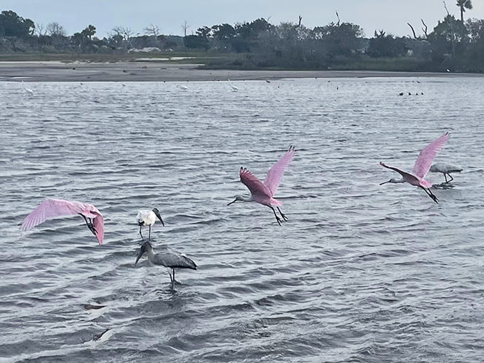 Roseate spoonbills take flight in a burst of pink plumage, adding tropical flair to the island's already impressive wildlife roster.