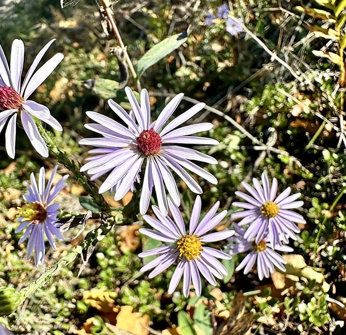 Wildflowers dot the trail's edge like nature's own welcome committee, adding splashes of color to the already magnificent landscape.