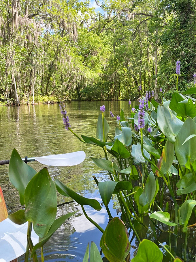 Delicate purple pickerelweed flowers line the banks, adding splashes of color to the predominantly green palette of this natural Florida masterpiece.