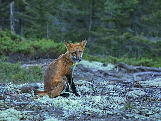 This fox didn't get the memo about being camera-shy, posing with the natural confidence of a wilderness supermodel.