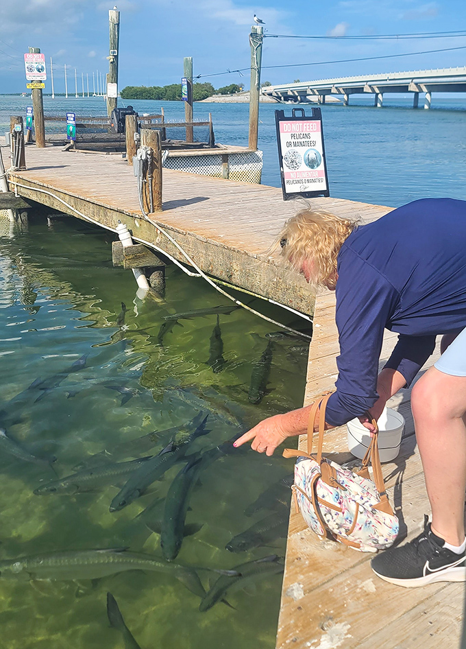 Visitors lean in for that perfect feeding moment, discovering that tarpon watching and tarpon feeding are two very different levels of excitement.