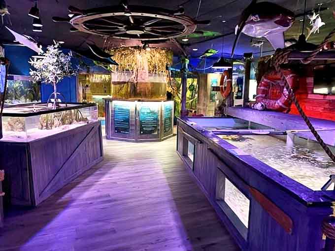 The aquarium's thoughtfully designed interior creates an immersive journey from sea to shore, with exhibits flowing naturally into one another.