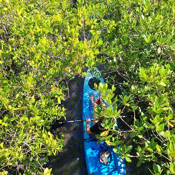 Kayaking through mangrove tunnels &ndash; like threading a needle through Florida's coastal tapestry.