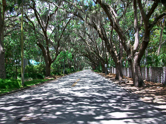 The long road seems to stretch into infinity, creating an optical illusion where the arching branches appear to meet at some magical vanishing point ahead.