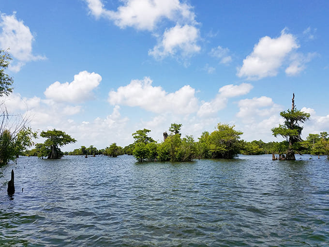 The vast expanse of the Dead Lakes stretches to the horizon, a reminder of nature's incredible scale and beauty.