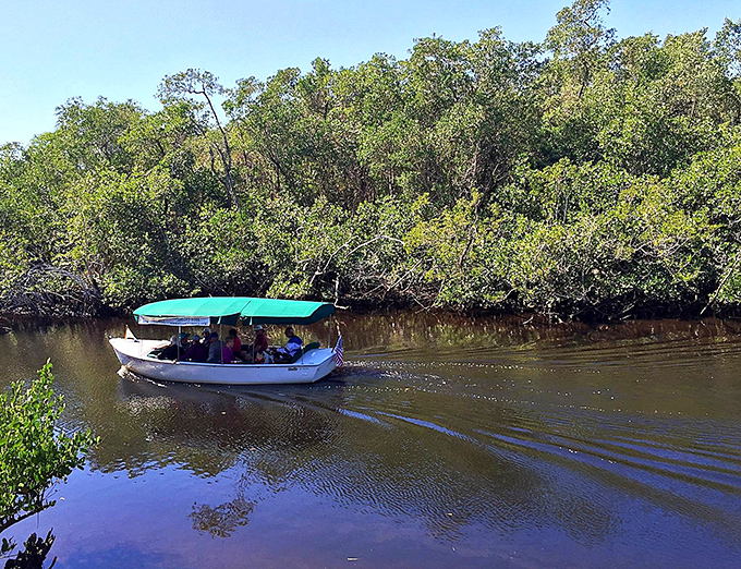 Nature's perfect stillness captured in water and reflection, where even the fish seem to pause for a moment of Floridian zen.