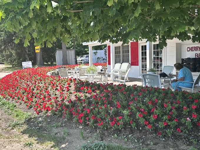 The farm's entrance welcomes visitors with a riot of red flowers &ndash; a vibrant prelude to the purple symphony that awaits beyond.