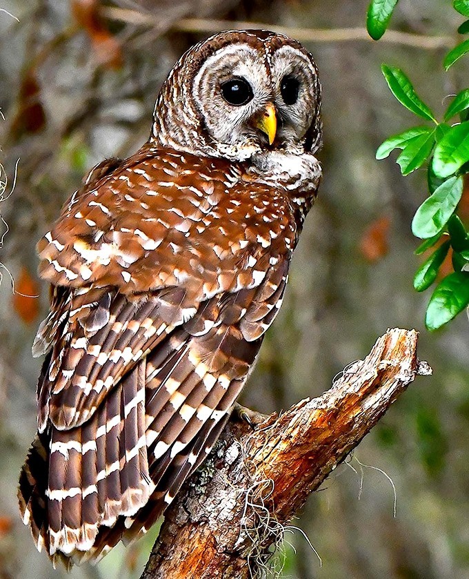This owl's penetrating gaze carries the wisdom of ancient forests &ndash; a reminder that some of nature's most impressive predators come in surprisingly compact packages.
