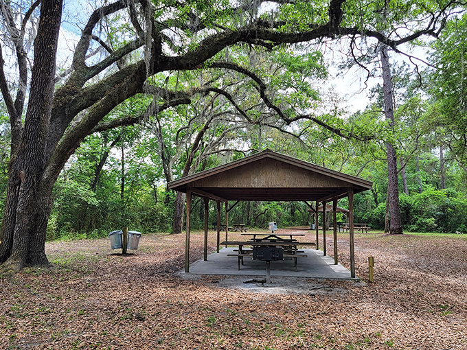 Lunch with a view that beats any five-star restaurant – this picnic pavilion offers front-row seats to nature's greatest show.
