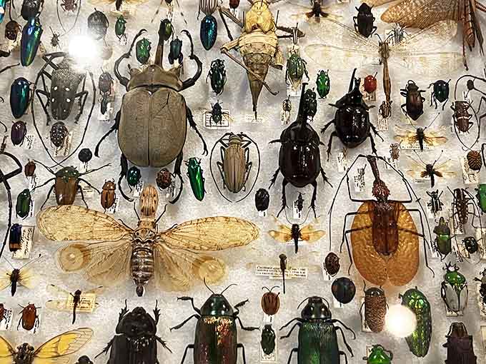 The insect collection displays nature's incredible diversity, proving that beetles come in more varieties than anyone really needed to know.