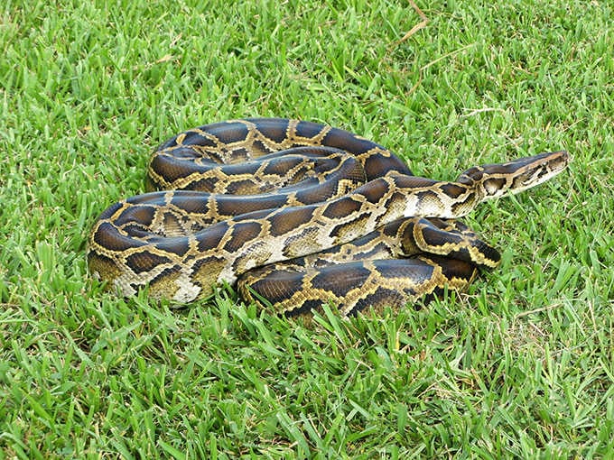 The Burmese python represents conservation challenges in the Everglades ecosystem, where invasive species threaten the delicate natural balance.