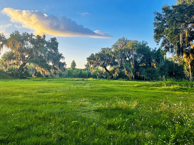 Morning light bathes the open meadow in golden hues, showcasing the diverse landscapes that make Circle B a photographer's paradise.