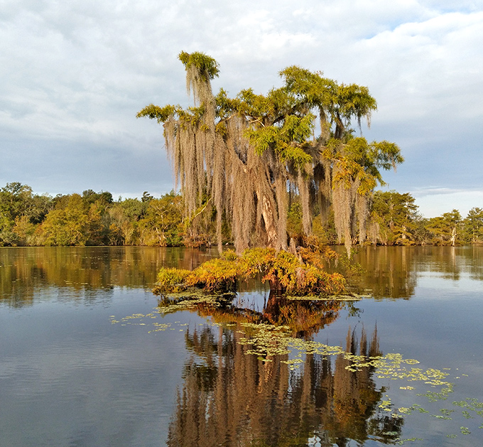 Autumn transforms the swamp into a painter's palette, as bald cypress trees show off their seasonal wardrobe change with spectacular flair.