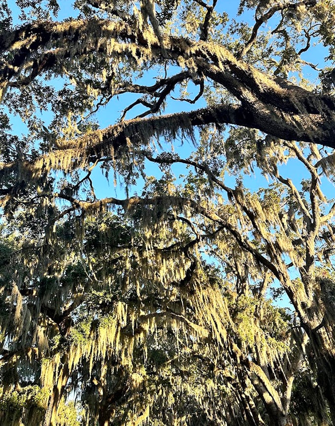 Looking up reveals nature's intricate lacework, where branches and Spanish moss create patterns that have inspired artists for generations.