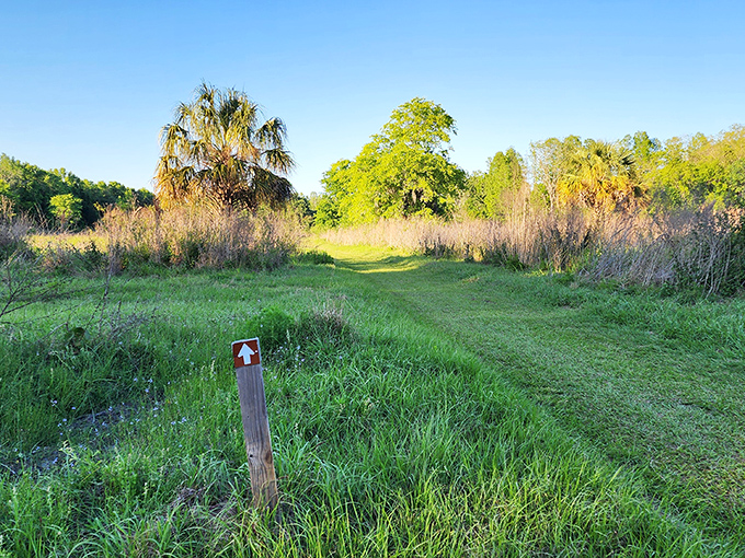 Follow the trail marker into Florida's version of enchanted forests, where the magic is real and the mosquitoes are enthusiastic.