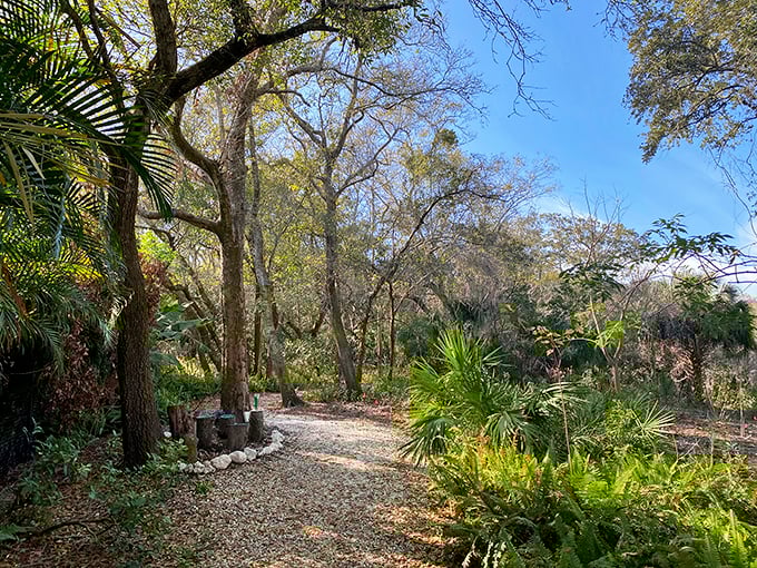 Dappled sunlight filters through Spanish moss, illuminating a path that beckons visitors deeper into this enchanted Florida woodland.