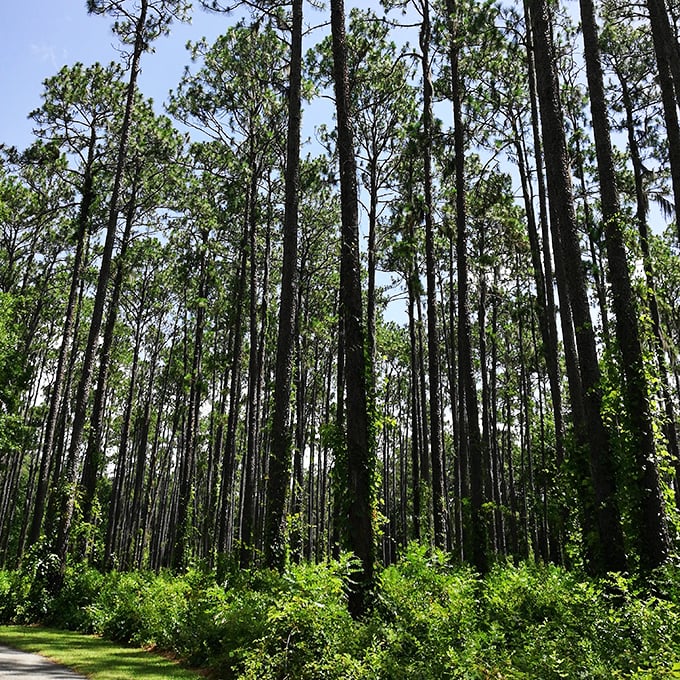These towering pines stand like nature's skyscrapers, creating a vertical landscape that makes even the tallest human feel delightfully insignificant.