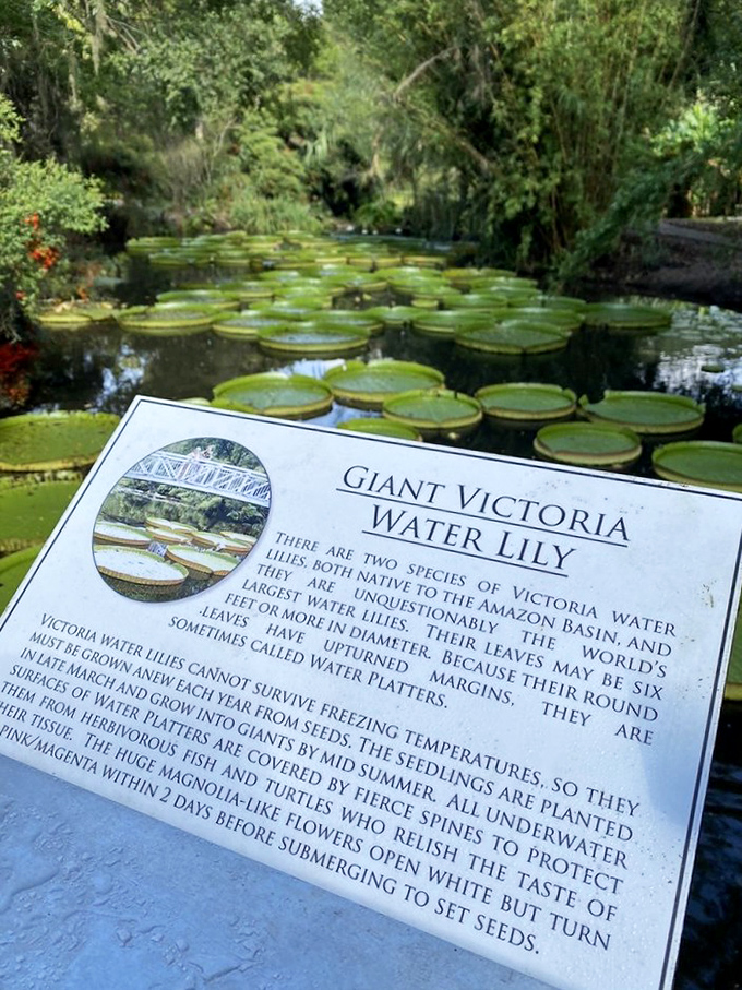 Lily pad perfection: The Victoria water lily's remarkable symmetry and vibrant color make it nature's most impressive floating artwork.