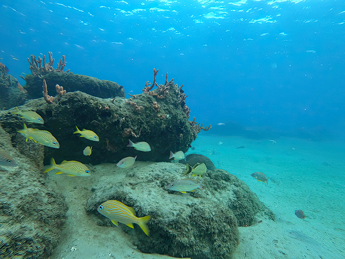 Silhouettes dance in a synchronized underwater ballet, their forms creating living art against the sunlit surface.