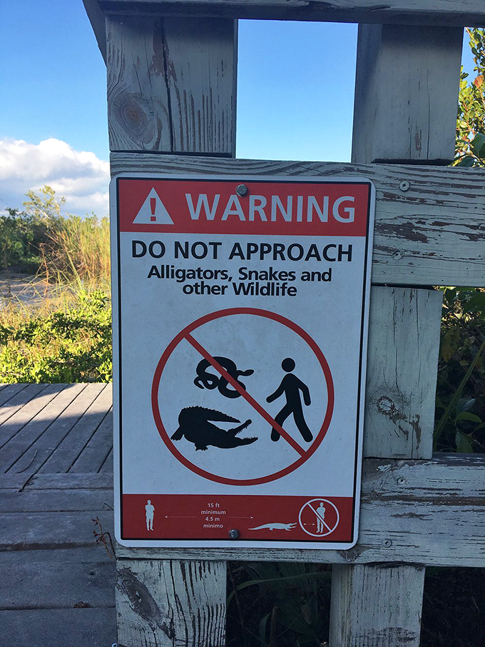 This warning sign serves as a humorous reminder that in the Everglades, humans are visitors in a wild animal neighborhood.