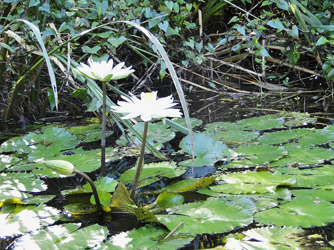 Water lilies open like nature's own welcome committee. These floating beauties transform murky water into a Monet painting come to life.
