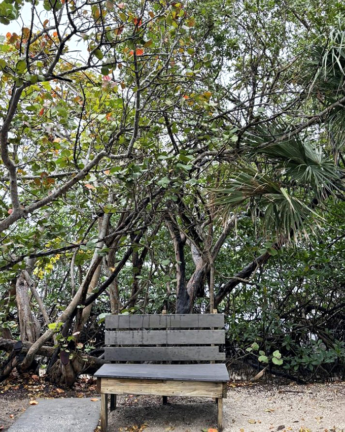 Wooden bench: Nature's waiting room offers front-row seats to Florida's greatest show &ndash; no tickets required, just patience and observant eyes.