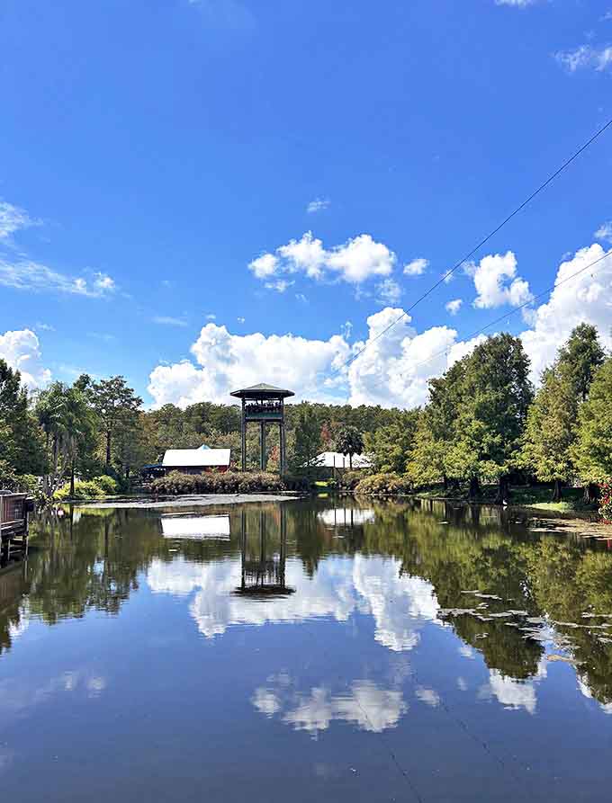The zipline area promises heart-pounding thrills as visitors prepare to soar over alligator habitats with nothing but air between them.