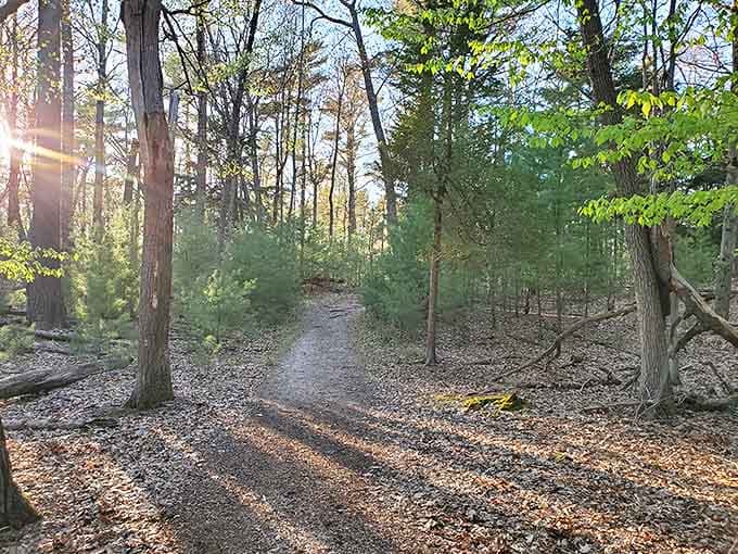 Dappled sunlight plays hide-and-seek on forest trails, creating natural spotlights for your woodland adventure.