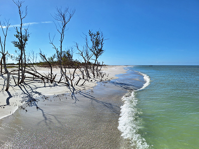12b. cayo costa state park (captiva)